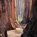 Congress Trail, California - 2,699 Reviews, Map | AllTrails