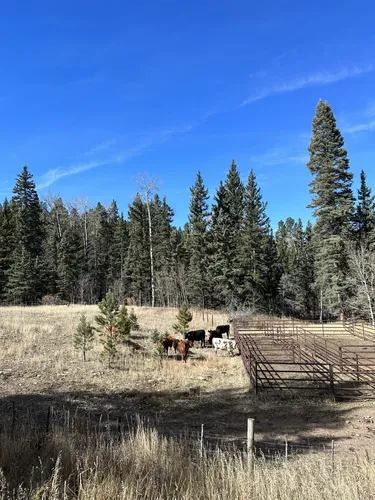 Best Off Road Driving Trails in Carson National Forest | AllTrails
