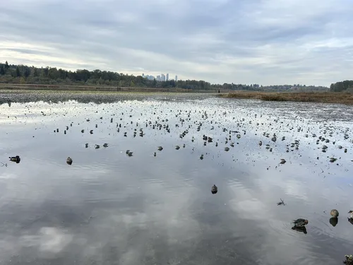 Best Hikes and Trails in Burnaby Lake Regional Park | AllTrails