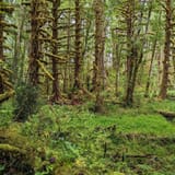 Maple Glade Nature Trail, Washington - 196 Reviews, Map | AllTrails