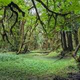 Maple Glade Nature Trail, Washington - 196 Reviews, Map | AllTrails