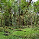 Maple Glade Nature Trail, Washington - 156 Reviews, Map | AllTrails