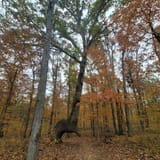 Hickory Ridge Outer Trail, Tennessee - 385 Reviews, Map | AllTrails