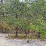 Hickory Ridge Outer Trail, Tennessee - 385 Reviews, Map | AllTrails