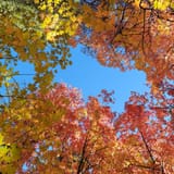 Bear Wallow Spring, Arizona - 436 Reviews, Map | AllTrails