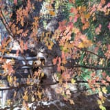 Bear Wallow Spring, Arizona - 436 Reviews, Map | AllTrails