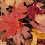 Bear Wallow Spring, Arizona - 436 Reviews, Map | AllTrails