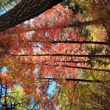 Bear Wallow Spring, Arizona - 436 Reviews, Map | AllTrails