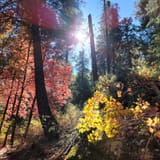 Bear Wallow Spring, Arizona - 436 Reviews, Map | AllTrails