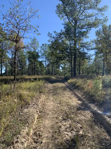 10 Best Horseback Riding Trails in Louisiana | AllTrails