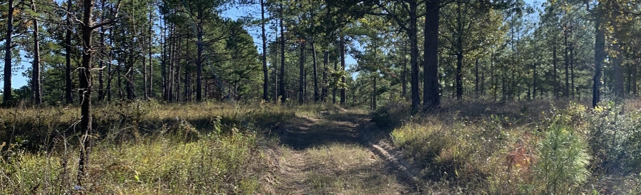Sandy Hollow Walking Trail, Louisiana - 9 Reviews, Map | AllTrails
