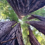 Tall Trees Grove Loop Trail, California - 2,045 Reviews, Map | AllTrails