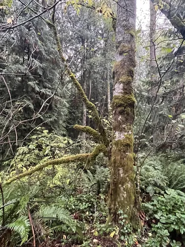 Best Hikes and Trails in Fort Townsend Historic State Park | AllTrails