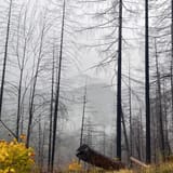 Terwilliger (Cougar) Hot Springs, Oregon - 328 Reviews, Map | AllTrails