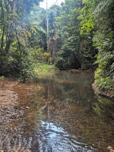 Best 10 Hiking Trails in Djiru National Park | AllTrails