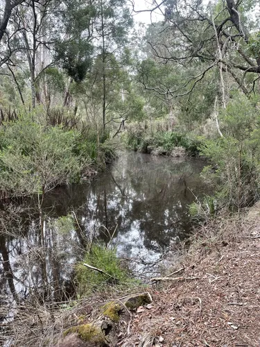 Best Hikes and Trails in Colquhoun State Forest | AllTrails