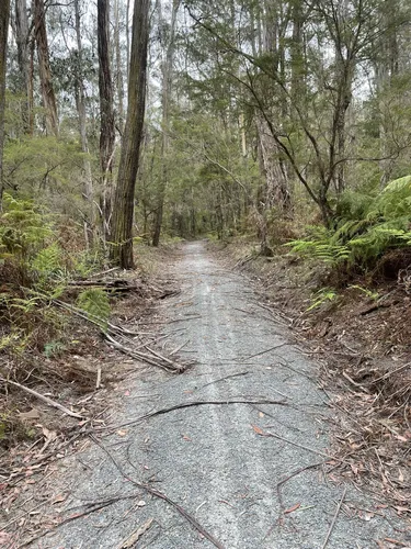 Best Hikes and Trails in Colquhoun State Forest | AllTrails