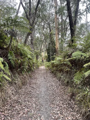 Best Hikes and Trails in Colquhoun State Forest | AllTrails