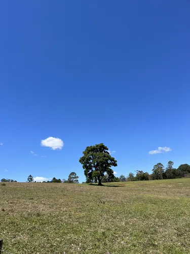 Best Forest Trails in Witta | AllTrails