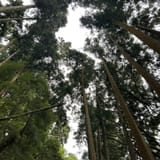 Furnas Lagoon Trail, Azores, Portugal - 300 Reviews, Map | AllTrails