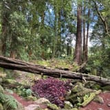 Furnas Lagoon Trail, Azores, Portugal - 300 Reviews, Map | AllTrails