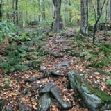 Balsam Lake Mountain via Dry Brook Ridge Trail, New York - 907 Reviews ...