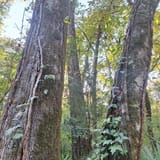 Moon Seed Loop, Louisiana - 367 Reviews, Map | AllTrails