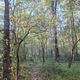 Moon Seed Loop, Louisiana - 381 Reviews, Map | AllTrails