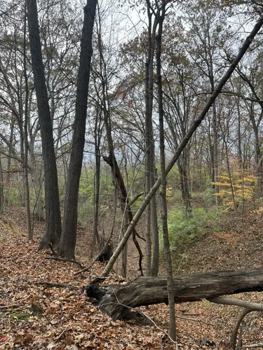 Best Moderate Trails in Kickapoo State Park | AllTrails
