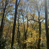 Graybeard Trail, North Carolina - 1,733 Reviews, Map | AllTrails