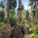 Cathedral Tree Trail, Oregon - 974 Reviews, Map | AllTrails