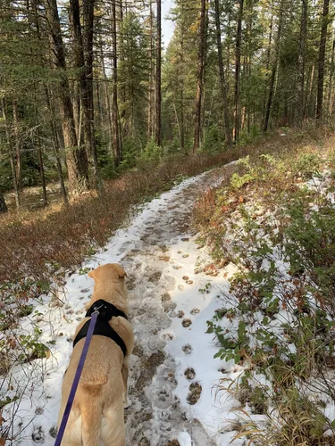 Best Hikes and Trails in Stillwater State Forest | AllTrails