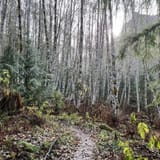 Elliott Creek Loop, Washington - 71 Reviews, Map | AllTrails