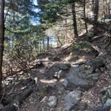 Mount Mitchell Trail, North Carolina - 2,309 Reviews, Map | AllTrails