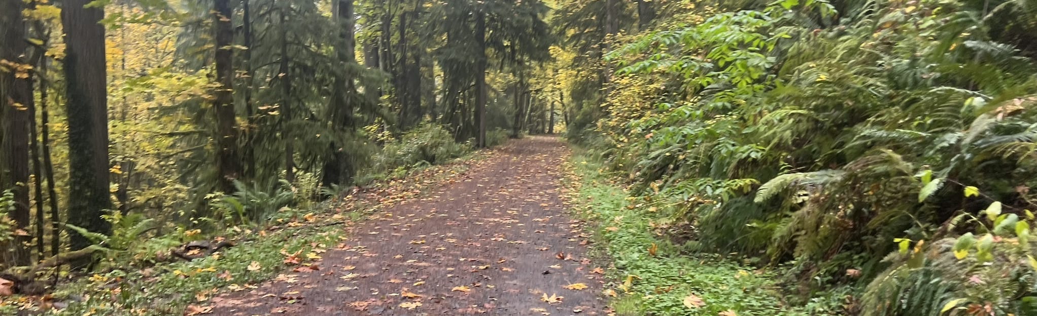 Ridge, Firelane 7, Wildwood, Waterline Trail Loop: 1.720 foto - Oregon ...