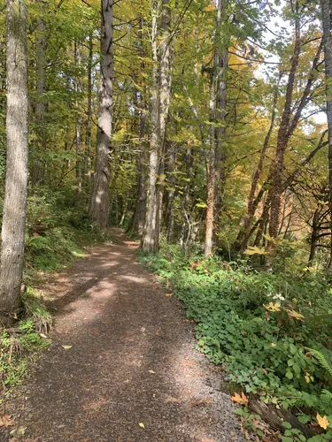 Best Hikes and Trails in Hendricks Park | AllTrails