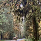 Hall of Mosses Trail, Washington - 5,175 Reviews, Map | AllTrails