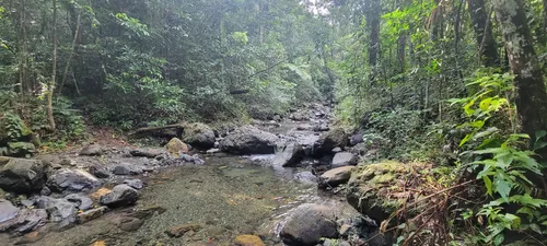 Los mejores senderos y rutas en Bosque Estatal de Maricao | AllTrails