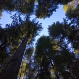 Rockefeller Loop Trail, California - 571 Reviews, Map | AllTrails