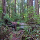 Rockefeller Loop Trail, California - 571 Reviews, Map | AllTrails