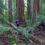 Rockefeller Loop Trail, California - 571 Reviews, Map | AllTrails