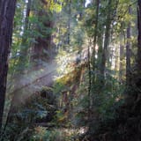 Rockefeller Loop Trail, California - 647 Reviews, Map | AllTrails
