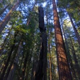 Rockefeller Loop Trail, California - 571 Reviews, Map | AllTrails
