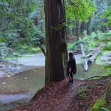 Rockefeller Loop Trail, California - 571 Reviews, Map | AllTrails