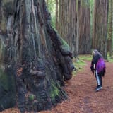 Rockefeller Loop Trail, California - 571 Reviews, Map | AllTrails