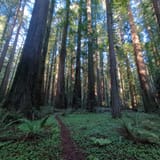 Rockefeller Loop Trail, California - 571 Reviews, Map | AllTrails
