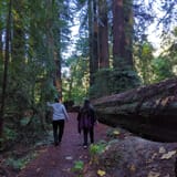 Rockefeller Loop Trail, California - 647 Reviews, Map | AllTrails