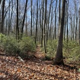 Morrison and Rimrock Trail Loop, Pennsylvania - 546 Reviews, Map ...