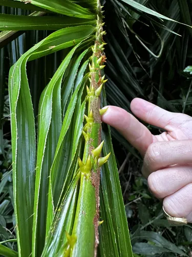 Best Hikes and Trails in Clump Mountain National Park | AllTrails