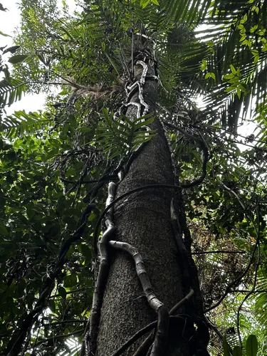 Best Hikes and Trails in Clump Mountain National Park | AllTrails